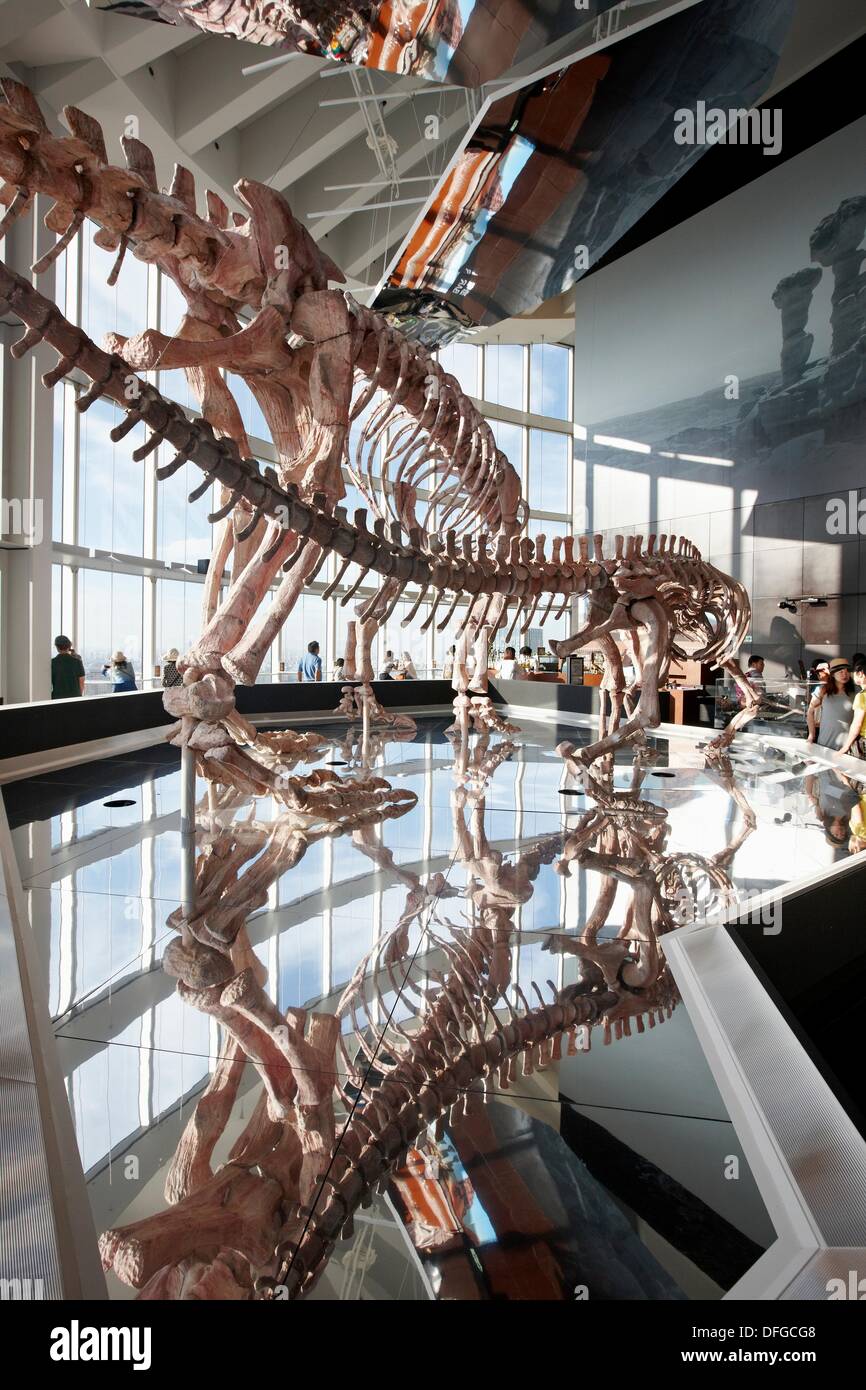 Human skeleton dinosaur skeleton hi-res stock photography and images ...