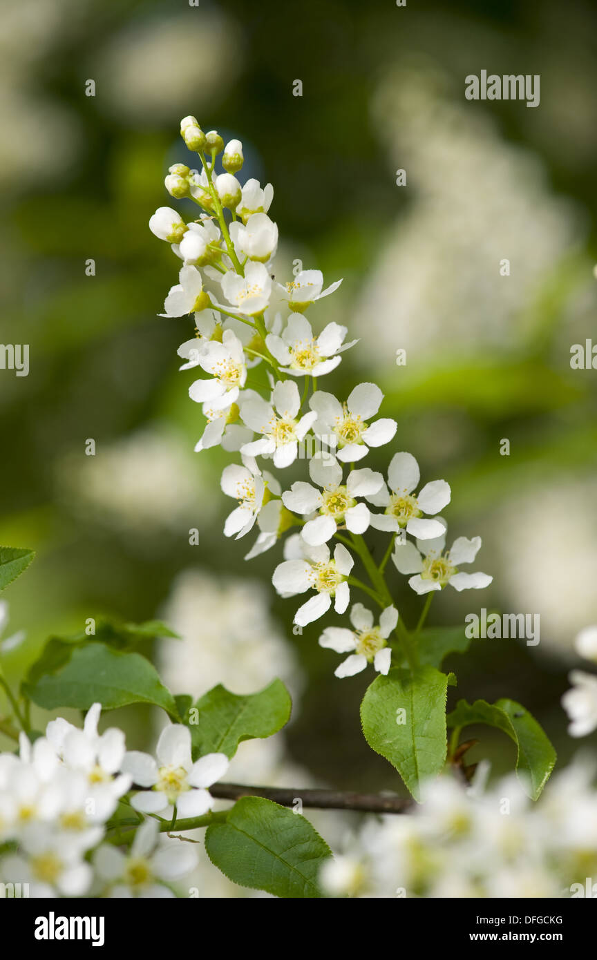 bird cherry, prunus padus Stock Photo - Alamy