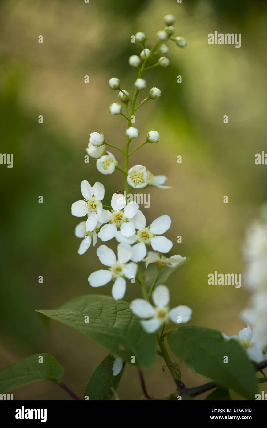 Prunus padus blossom hi-res stock photography and images - Alamy