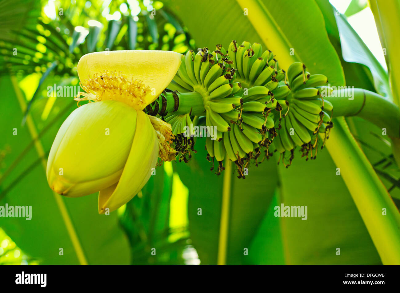 Edible banana palm hi-res stock photography and images - Alamy