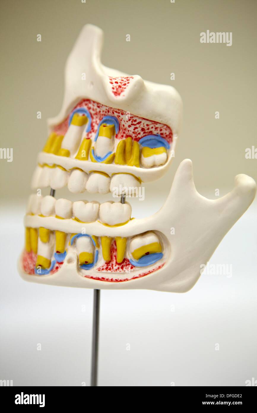 Dentition model hi-res stock photography and images - Alamy