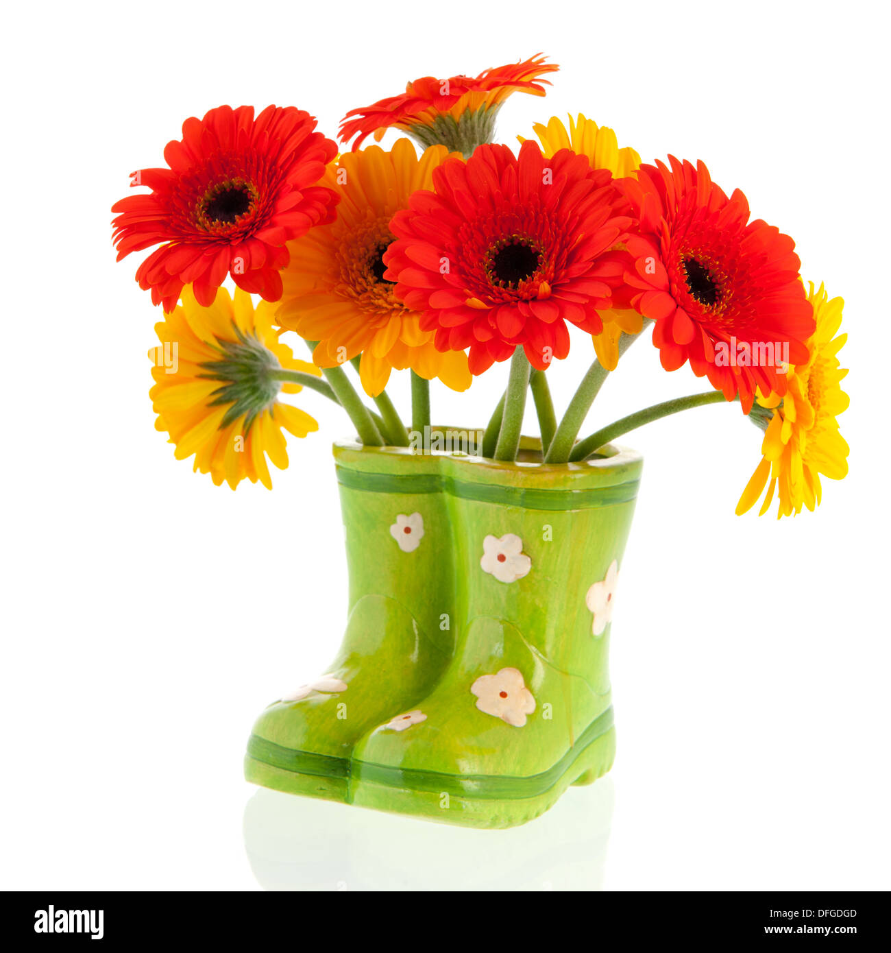 Gerber flowers in green boots on white background Stock Photo - Alamy