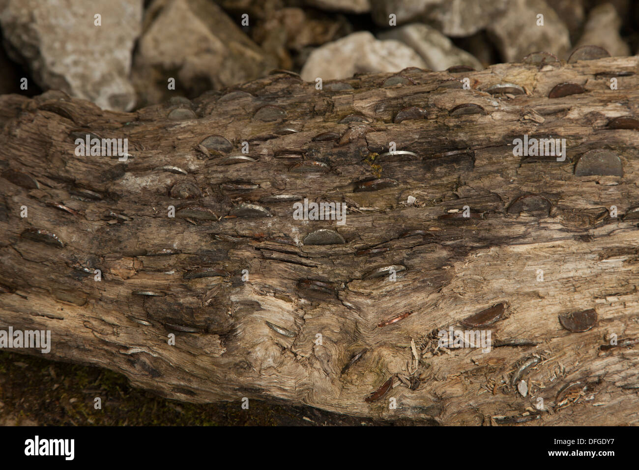 Log with coins pressed in Stock Photo - Alamy