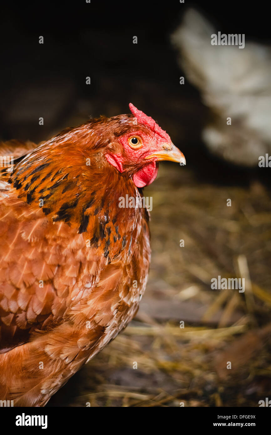 Middle brown farm hi-res stock photography and images - Alamy