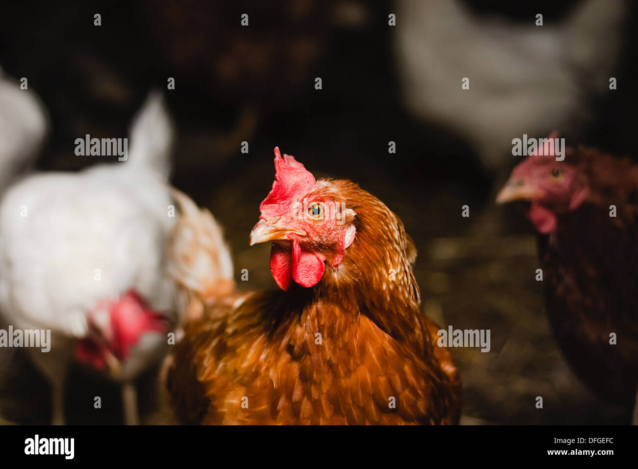 Middle brown farm hi-res stock photography and images - Alamy