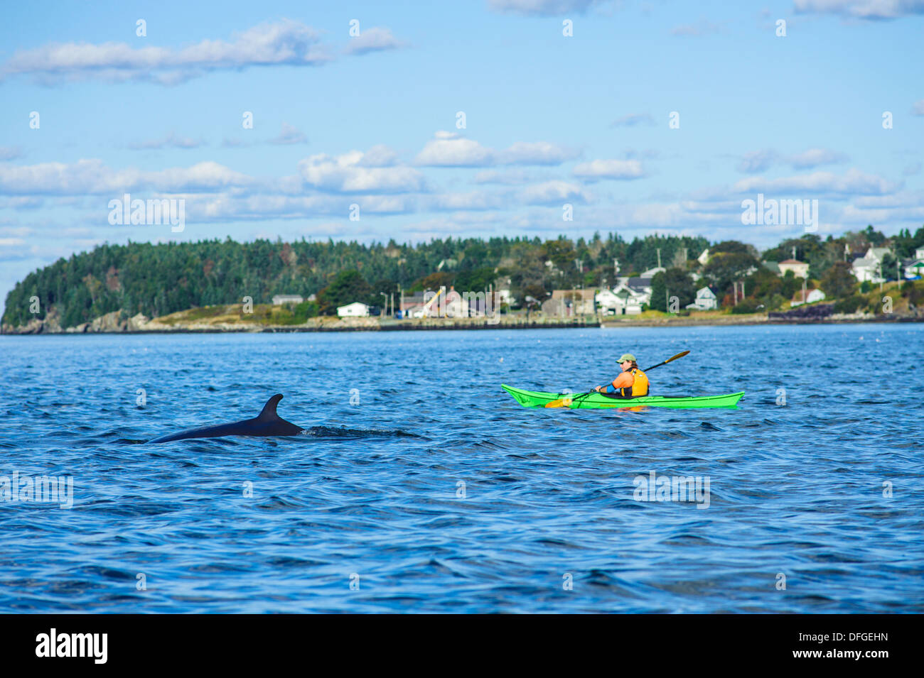 Kayak Whale High Resolution Stock Photography and Images - Alamy