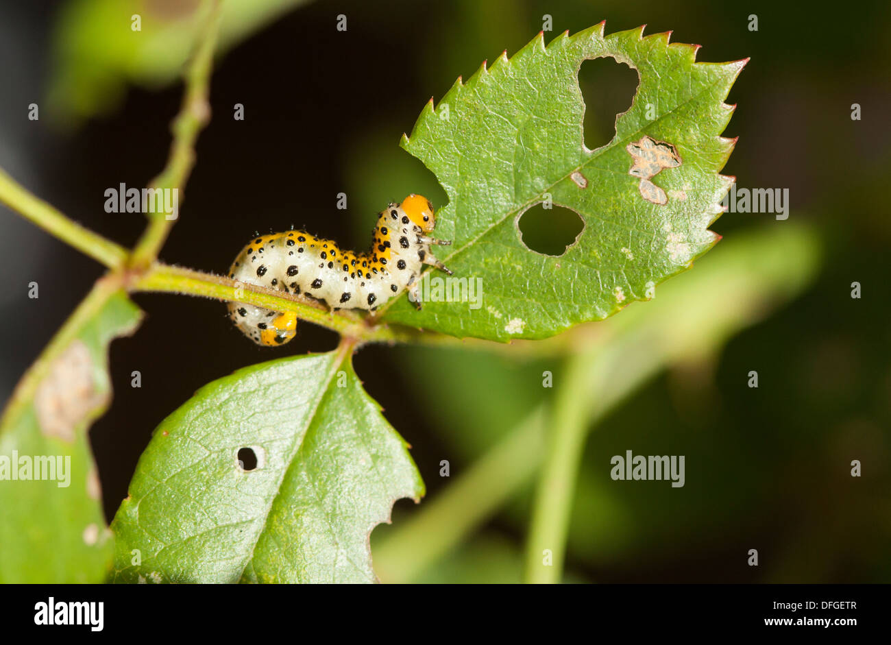Mullein moth caterpillar feeding on a rose leaf Stock Photo - Alamy
