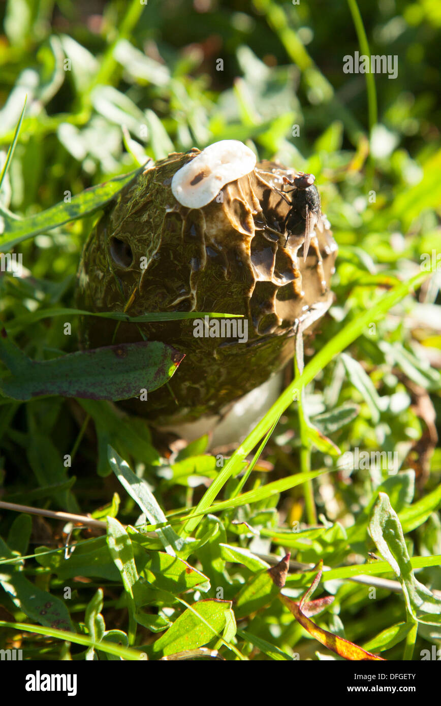 Slime fungi hi-res stock photography and images - Alamy