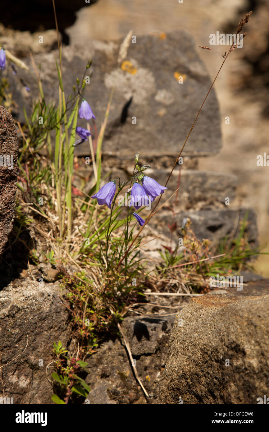 Harebell flowers bellflower hi-res stock photography and images - Alamy