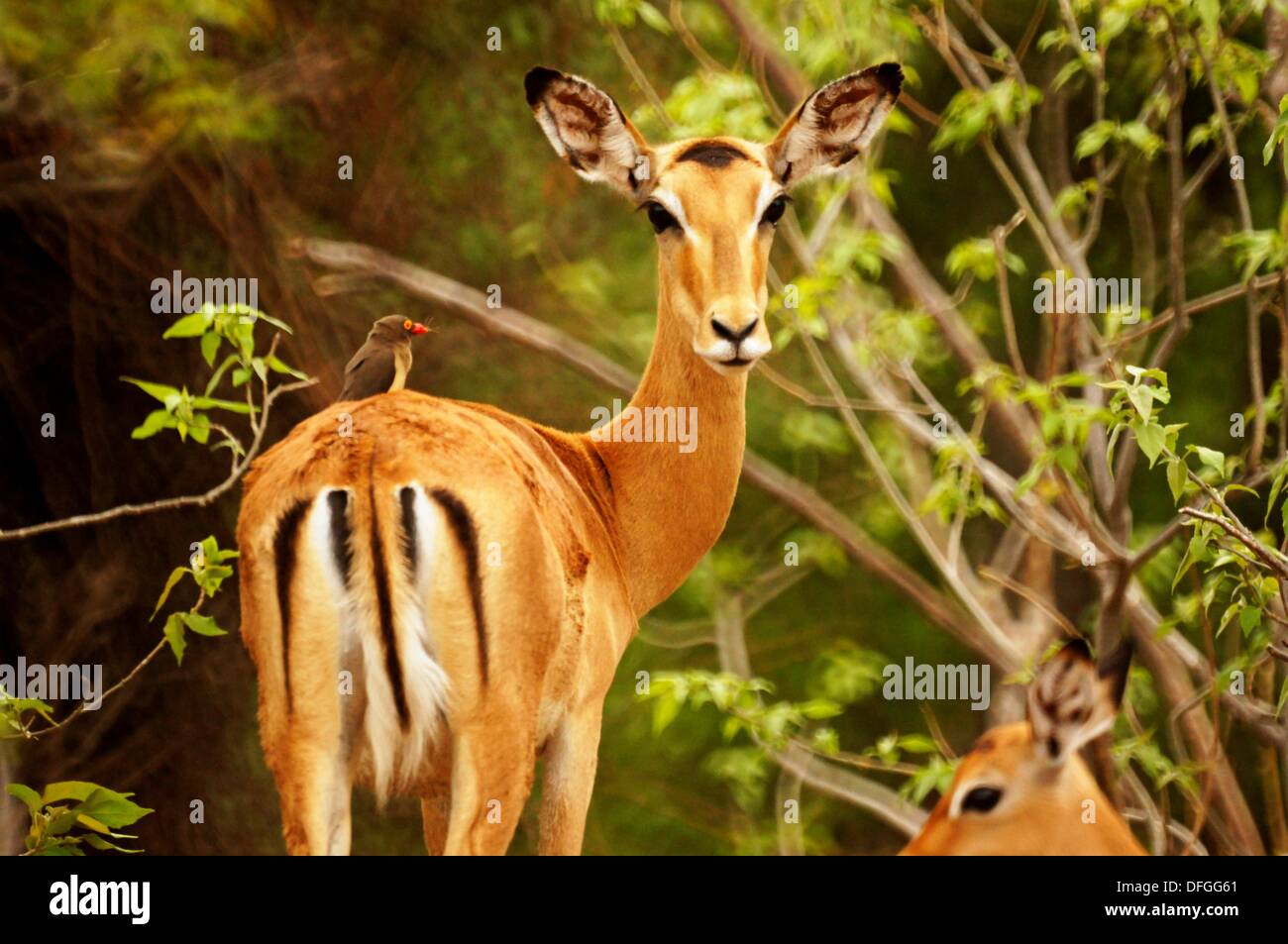 Impala and bird hi-res stock photography and images - Alamy