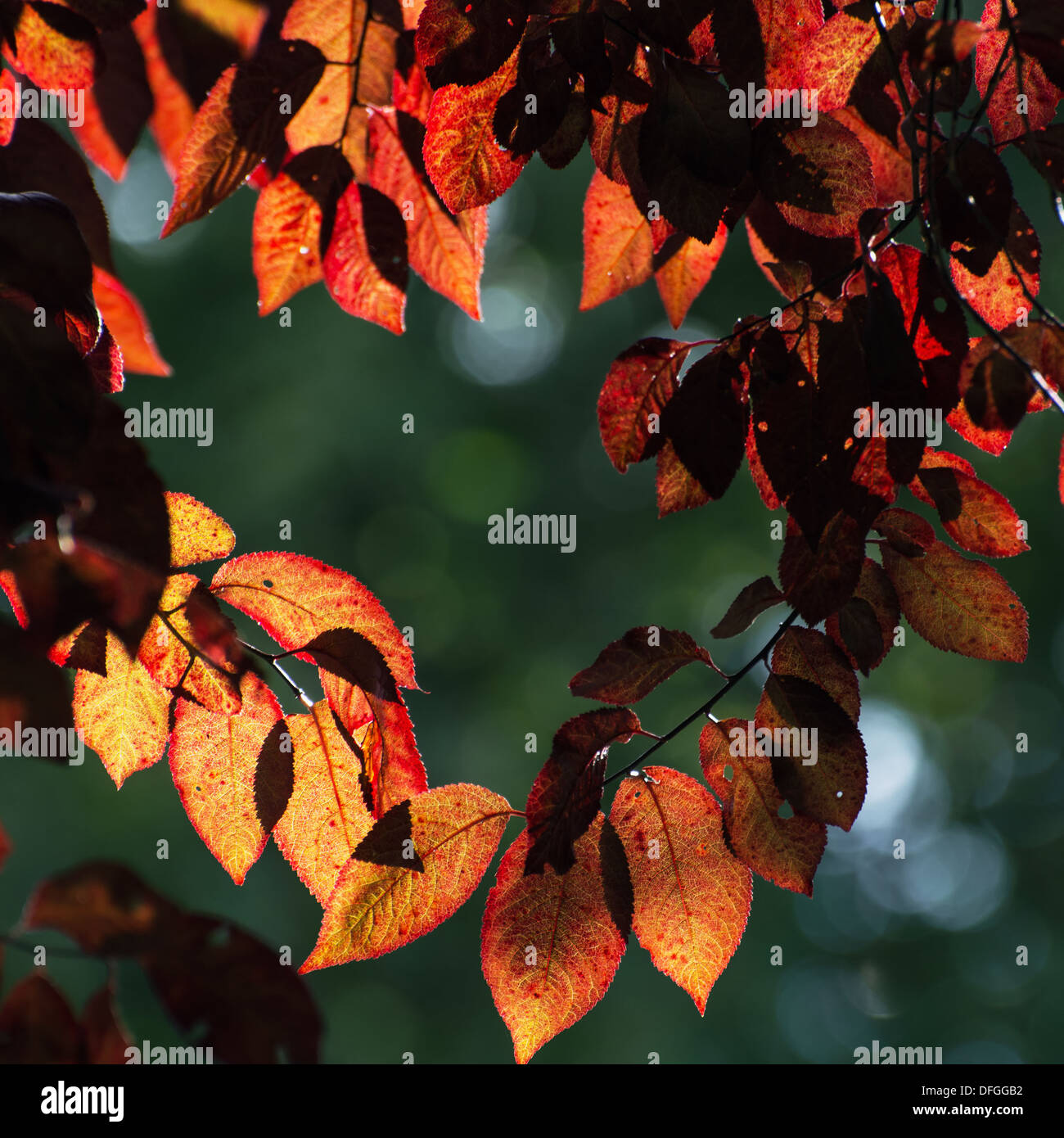 Heart made leaves in hi-res stock photography and images - Alamy