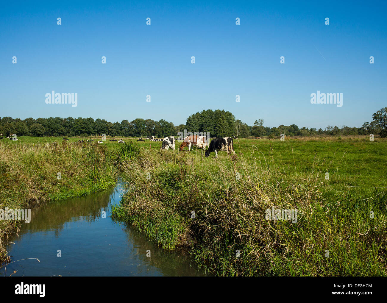 Typical Dutch landscape Stock Photo - Alamy