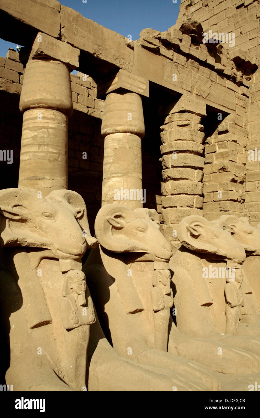 Egyptian sheeps hi-res stock photography and images - Alamy