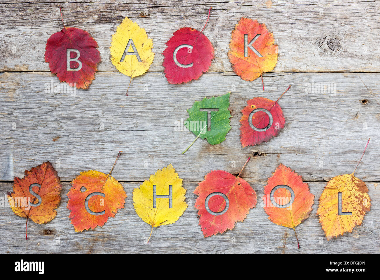 Back to School text on the fall leaves Stock Photo - Alamy
