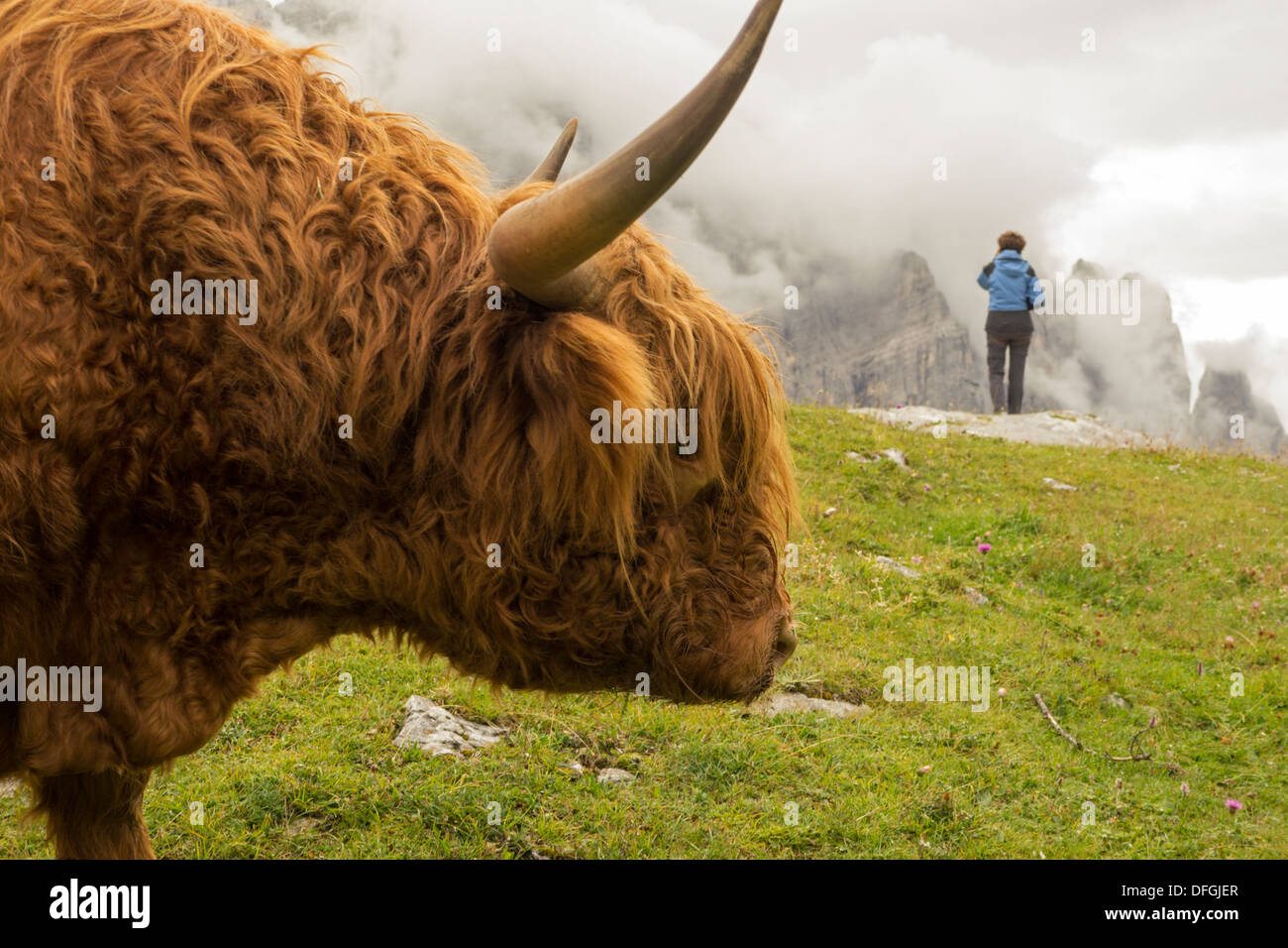 Free angus bull with women talking on the phone Stock Photo - Alamy
