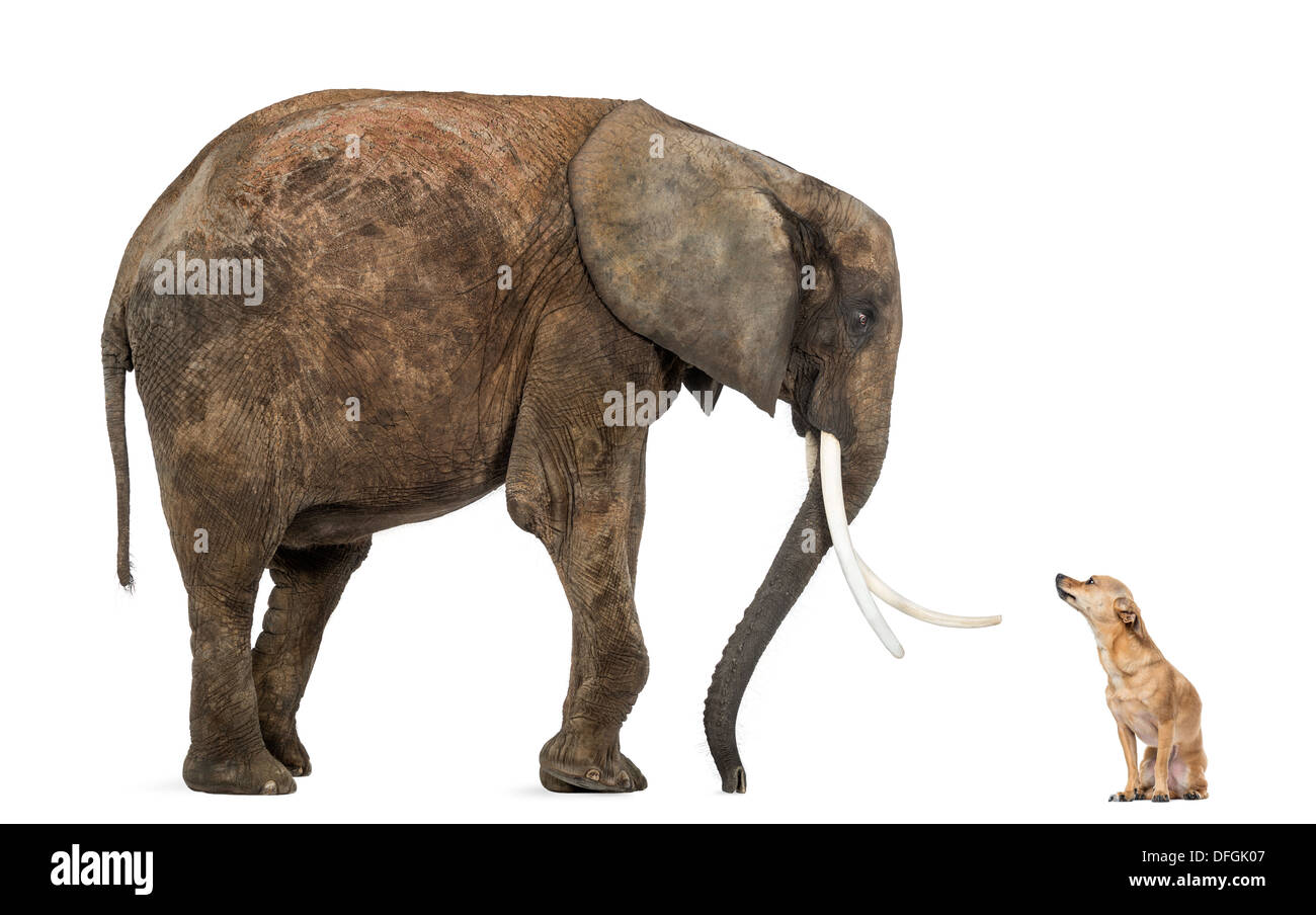 Elephant dog hi-res stock photography and images - Alamy