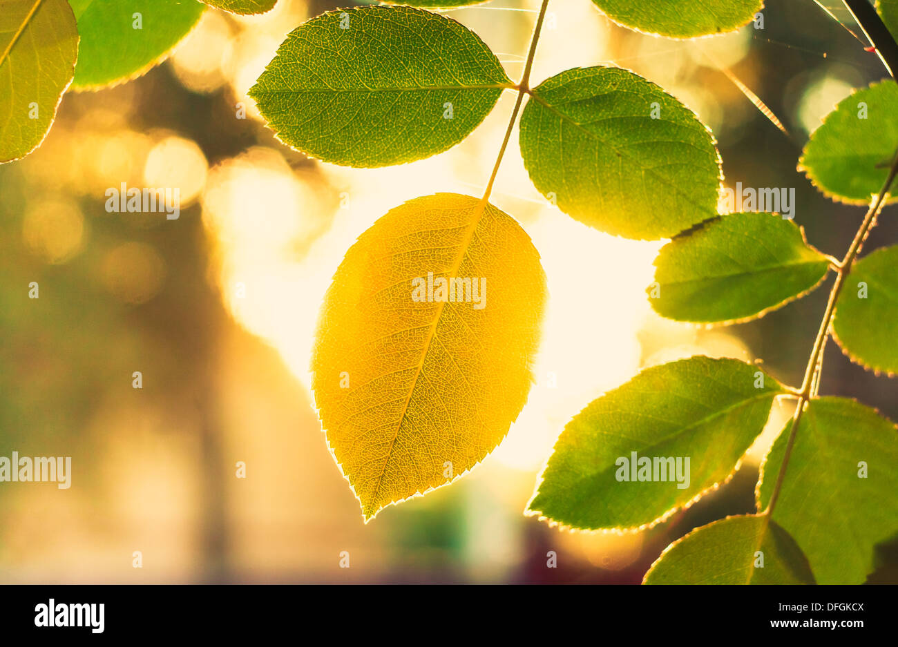 Autumn Leaves Sunlight Background Stock Photo - Alamy