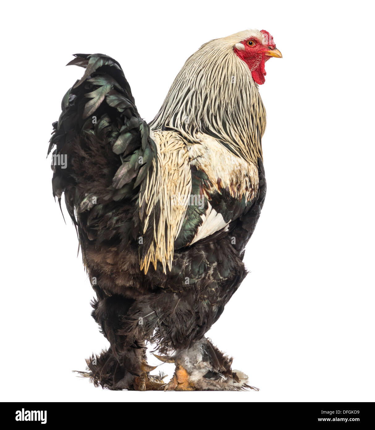 Side view of a Brahma Rooster against white background Stock Photo - Alamy