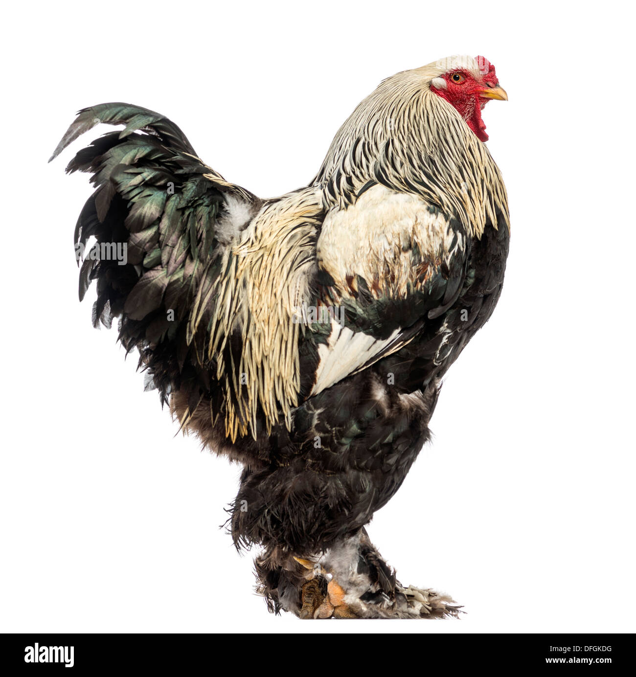 Side view rooster hi-res stock photography and images - Alamy