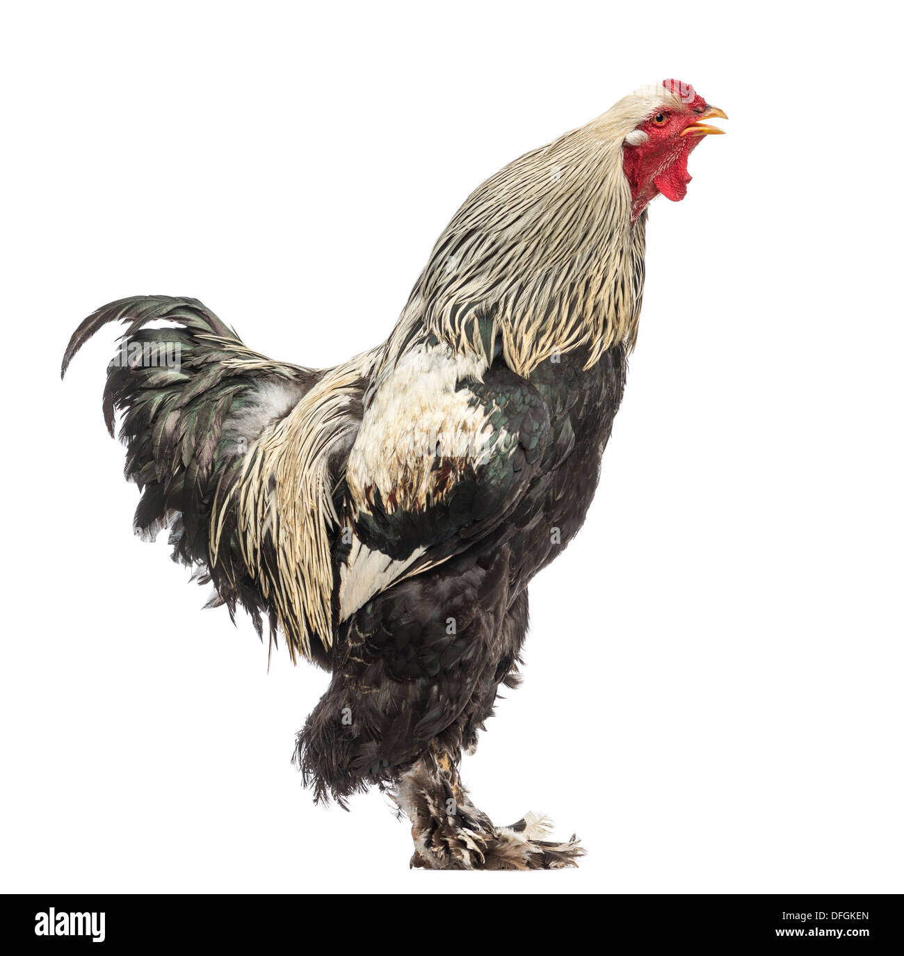 Rooster crowing hi-res stock photography and images - Alamy