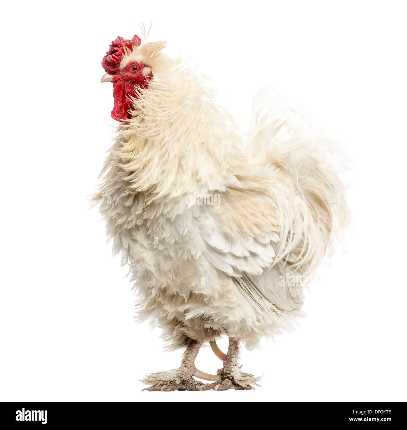 Curly feathers hi-res stock photography and images - Alamy