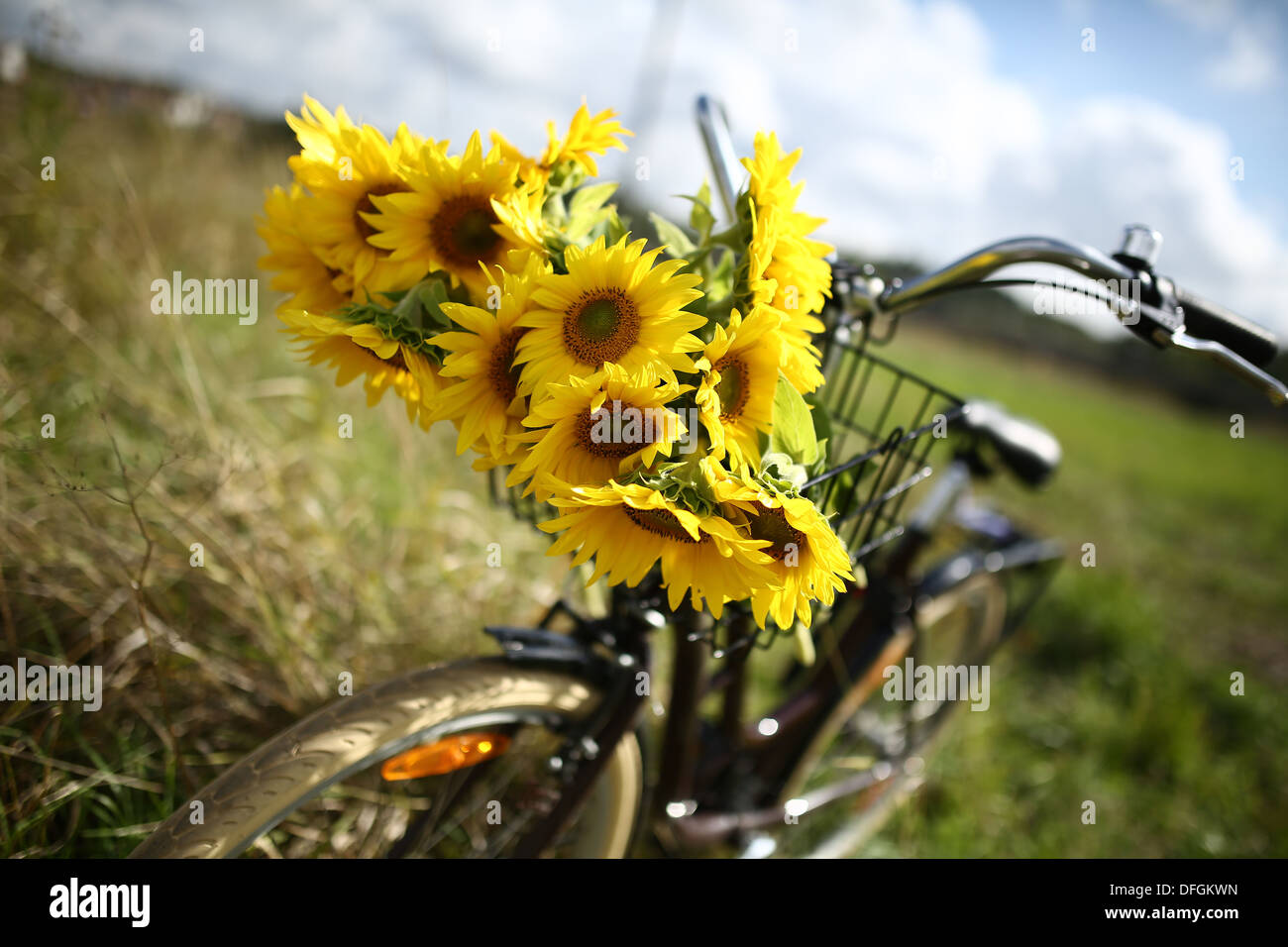 Yellow sunflowers on bicycle hi-res stock photography and images - Alamy
