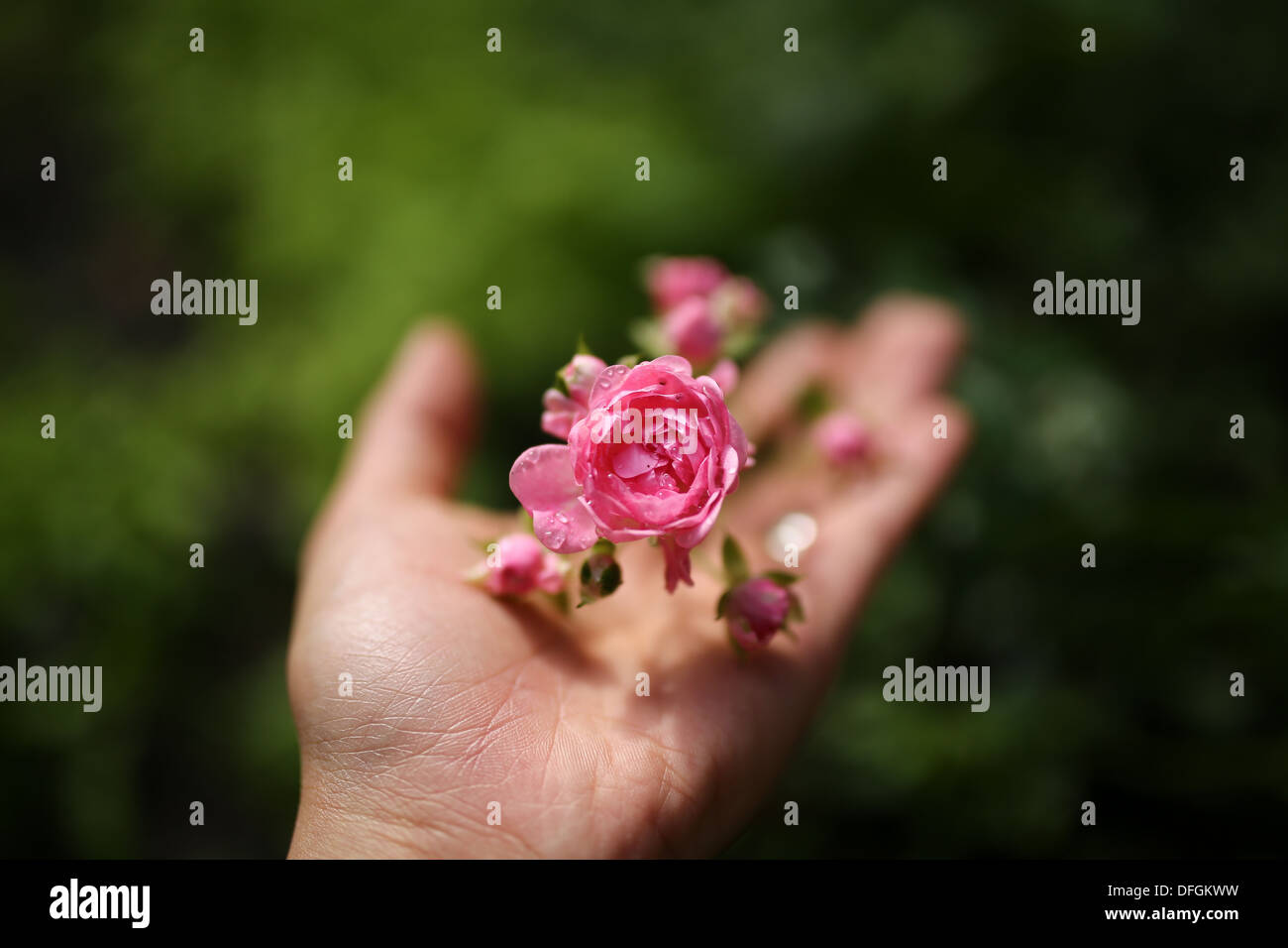Small roses on hand Stock Photo - Alamy