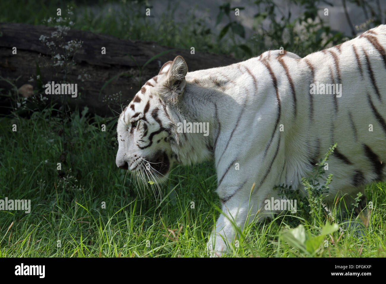 White Bengal tiger Stock Photo - Alamy