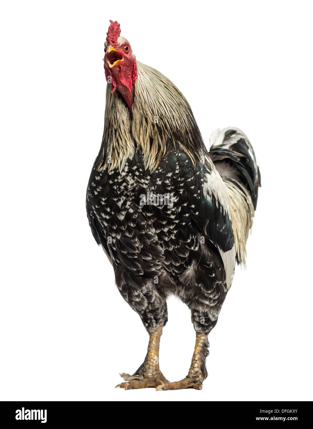 Front view of a Brahma rooster crowing against white background Stock ...