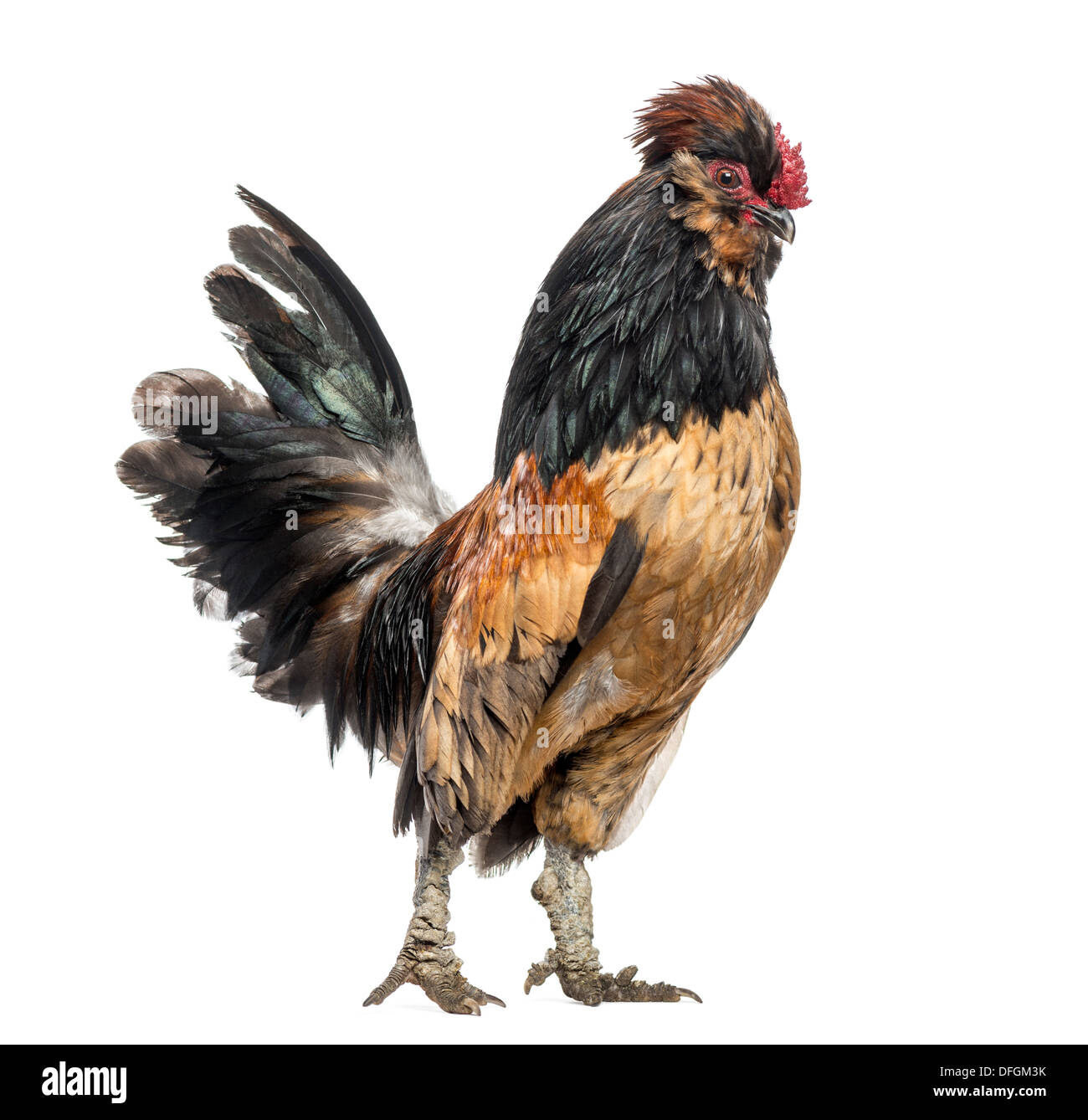 Indoor livestock Cut Out Stock Images & Pictures - Alamy