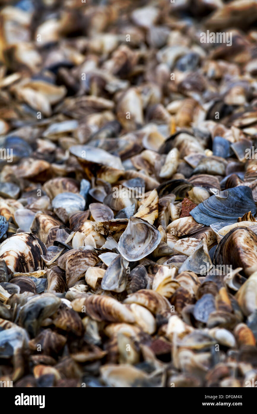 Many dry shell Stock Photo - Alamy