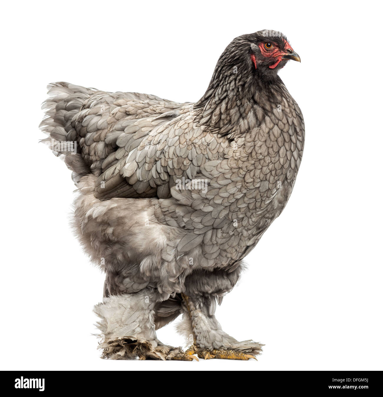 Female on a dark background Cut Out Stock Images & Pictures - Alamy