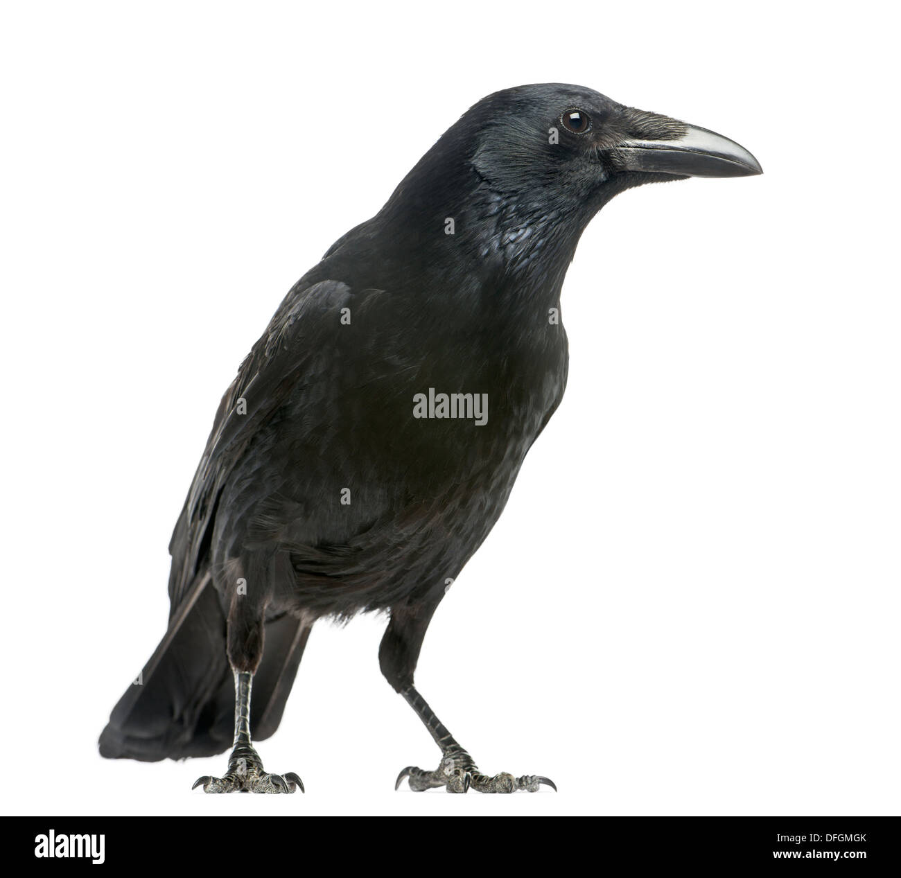 Carrion crow hi-res stock photography and images - Alamy