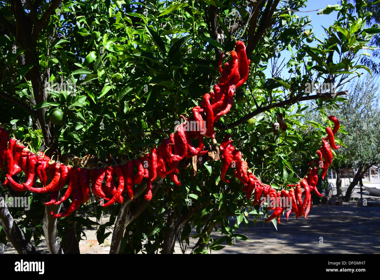 Capsicum genus hi-res stock photography and images - Alamy