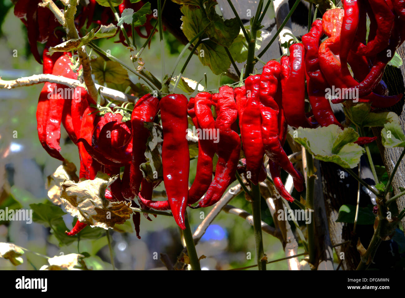 Red peppers drying in the sun Stock Photo - Alamy