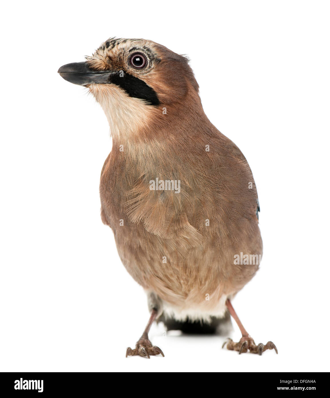 Jay hi-res stock photography and images - Alamy