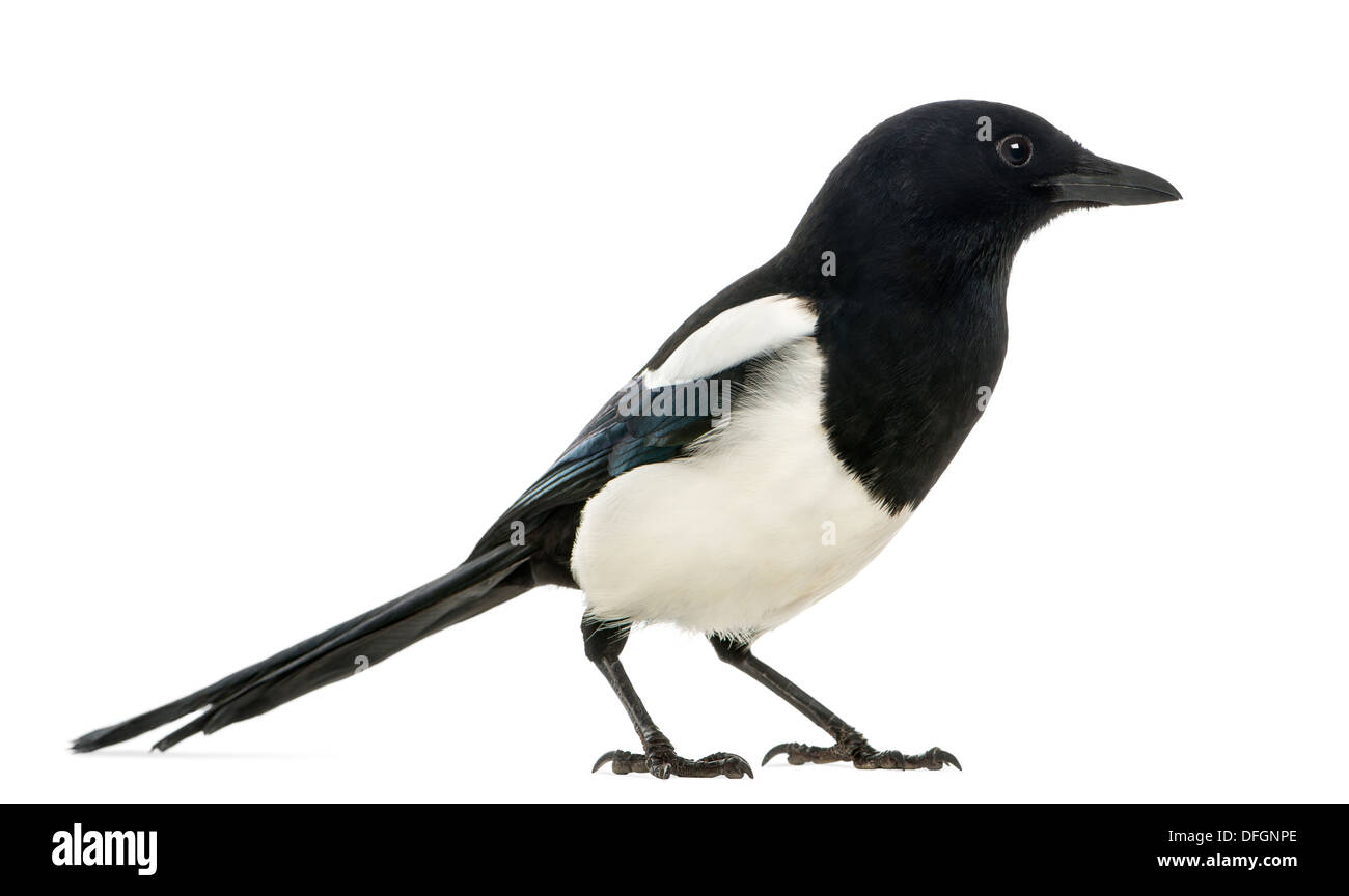Side view of a Common Magpie, Pica pica, against white background Stock ...
