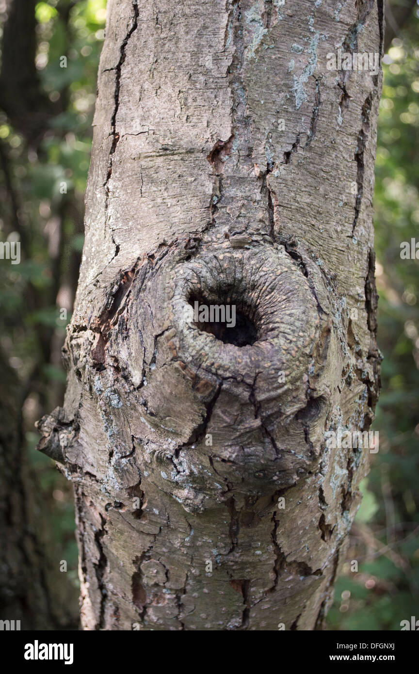 Forest hole hi-res stock photography and images - Alamy