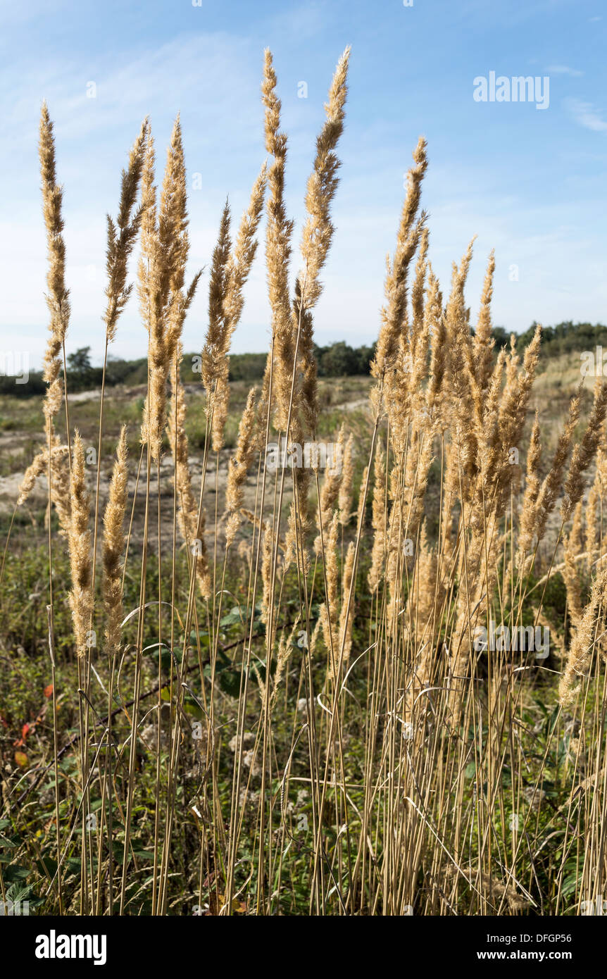 Grass wheat wild plant hi-res stock photography and images - Alamy