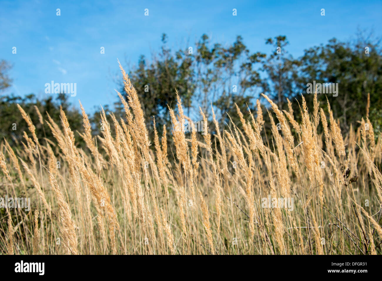 Waving grass hi-res stock photography and images - Alamy