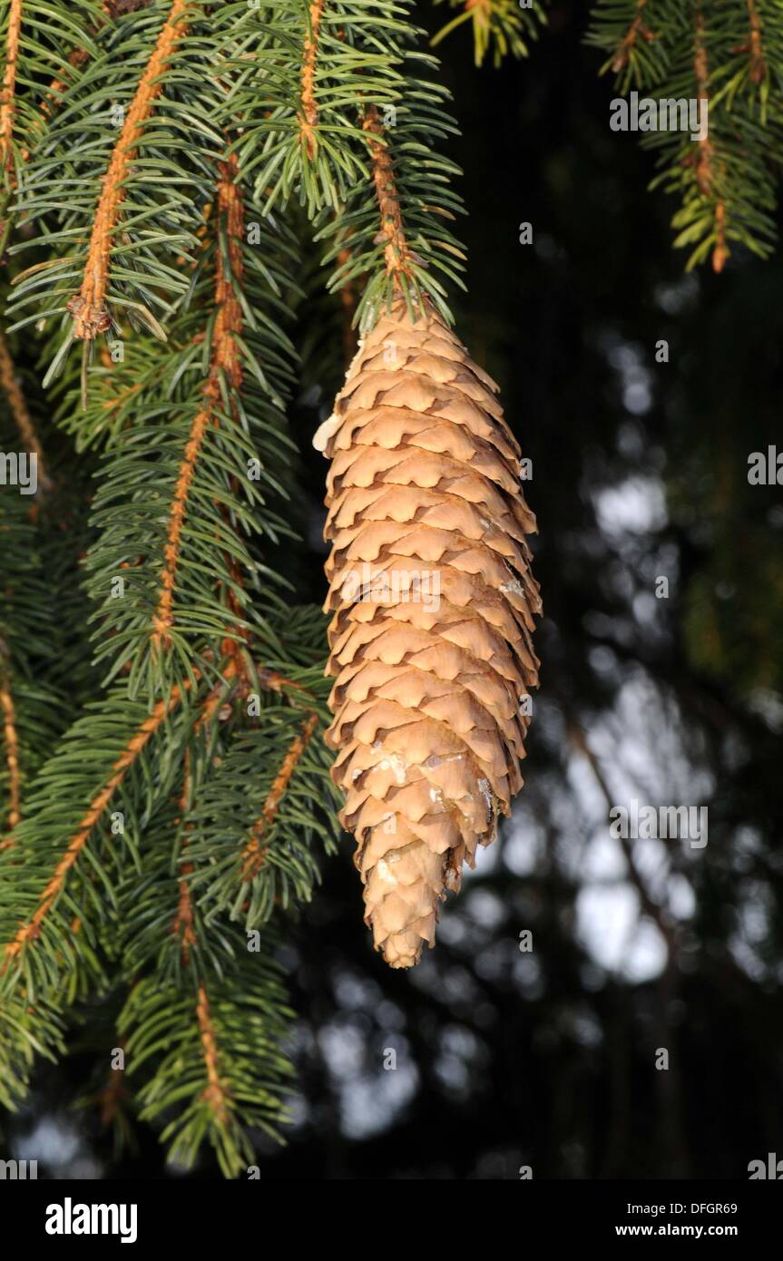 Picea sp hi-res stock photography and images - Alamy