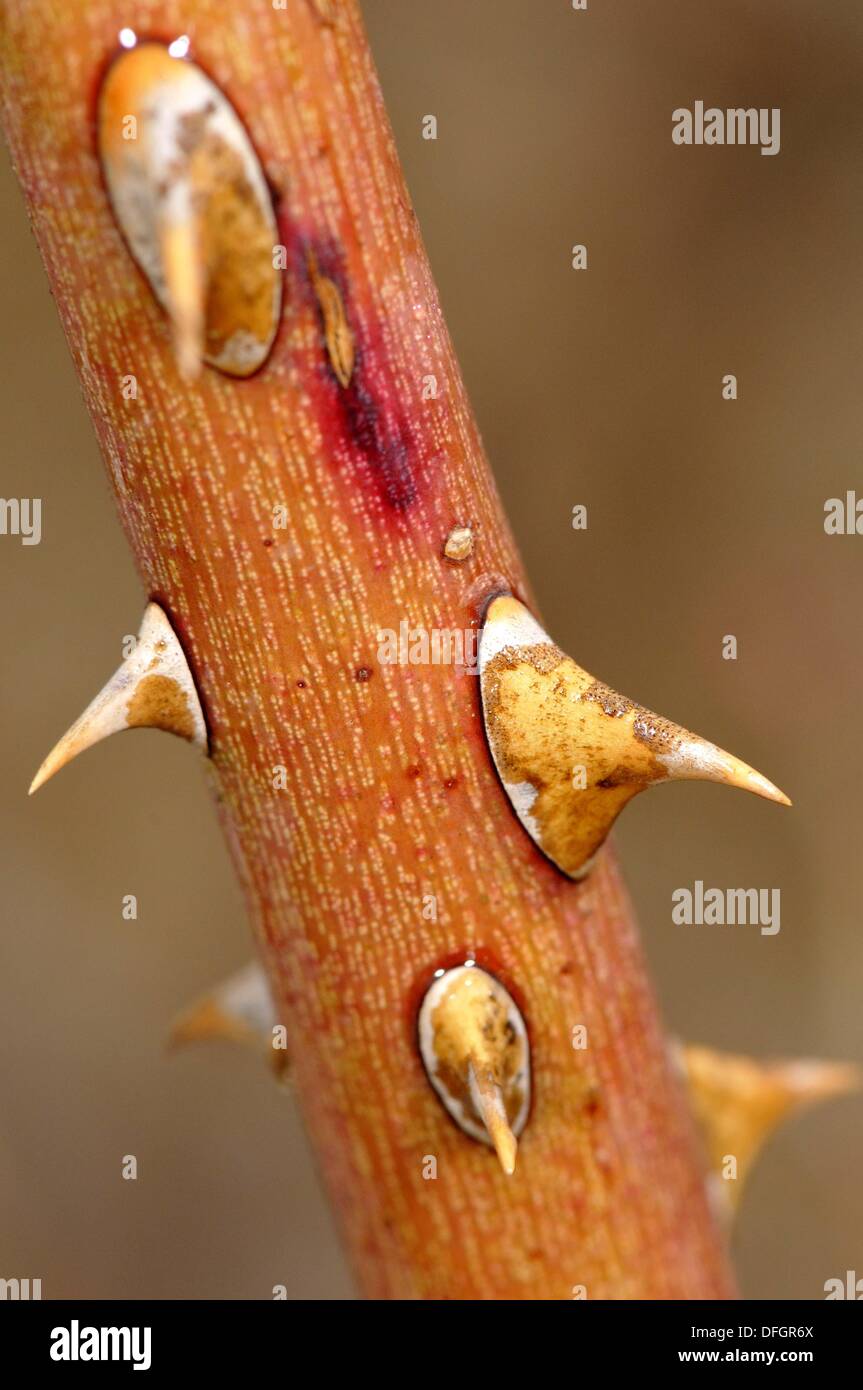 Plant stern hi-res stock photography and images - Alamy