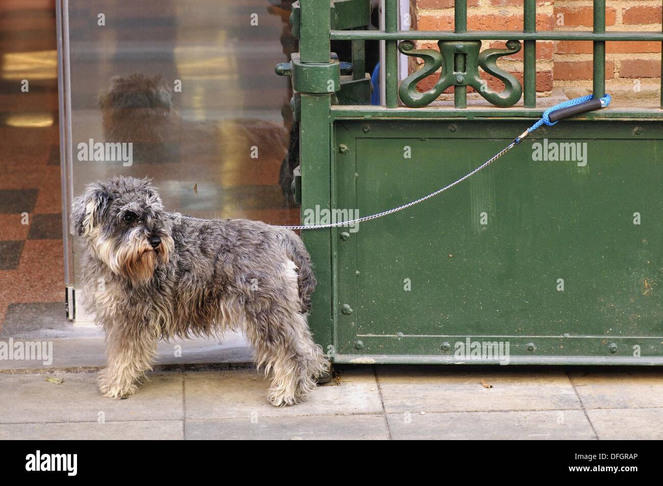 Chained dog hi-res stock photography and images - Alamy