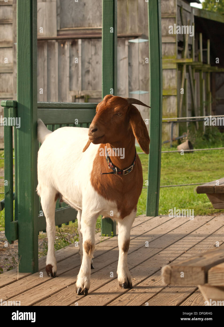 goat on a porch of a farmhouse Stock Photo - Alamy