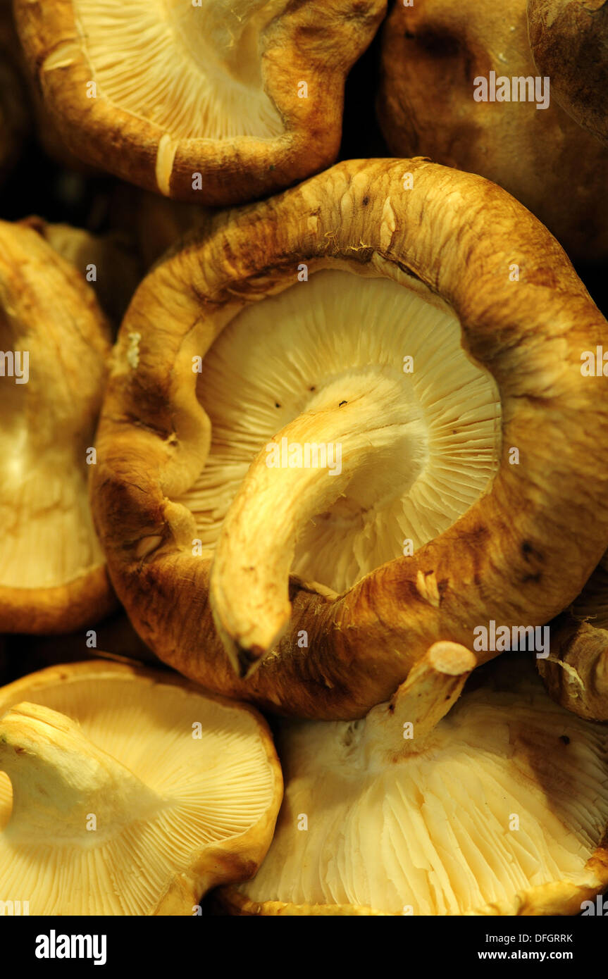 Lentinus edodes hi-res stock photography and images - Alamy