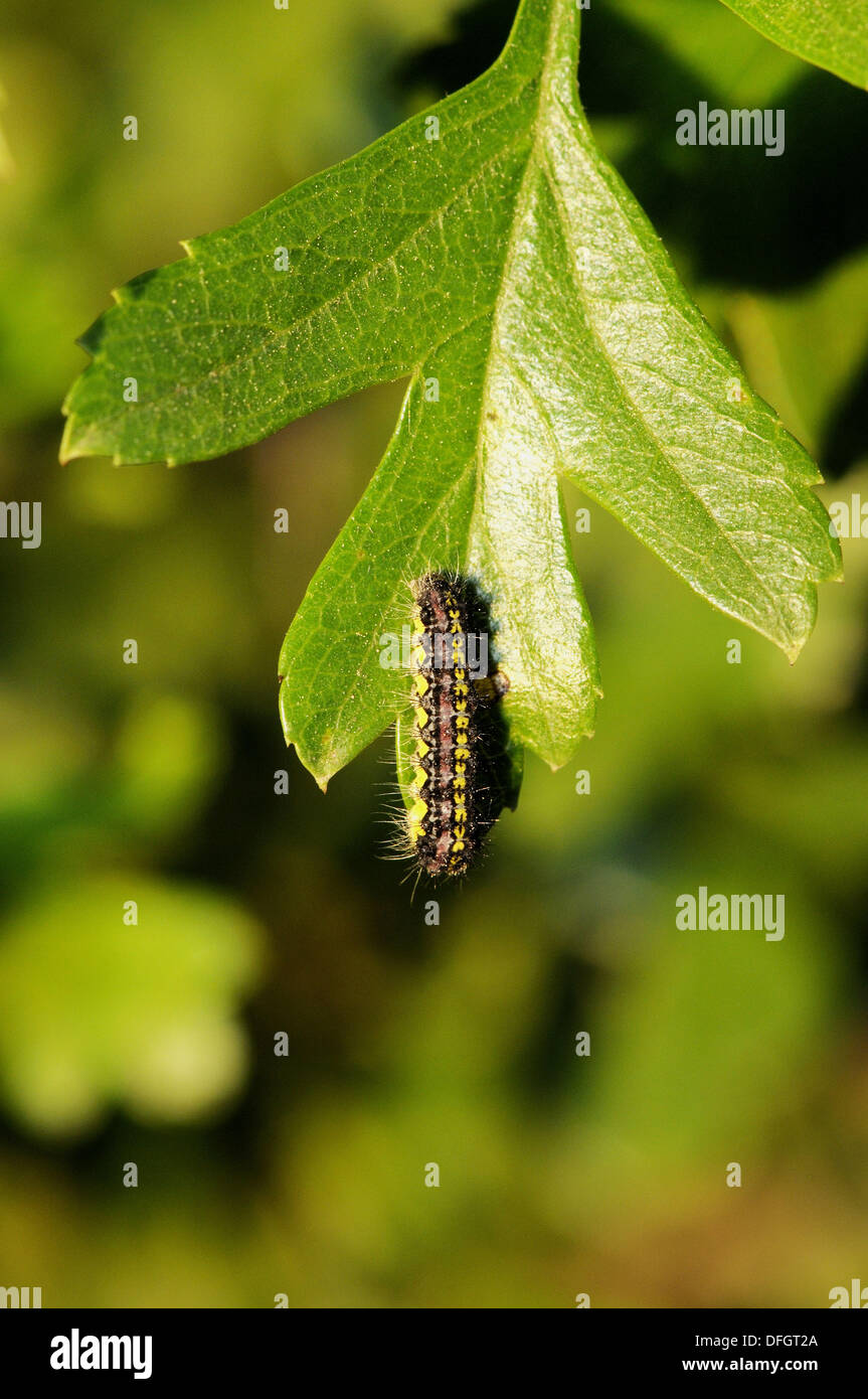 Brown tail moth euproctis chrysorrhoea larva hi-res stock photography ...