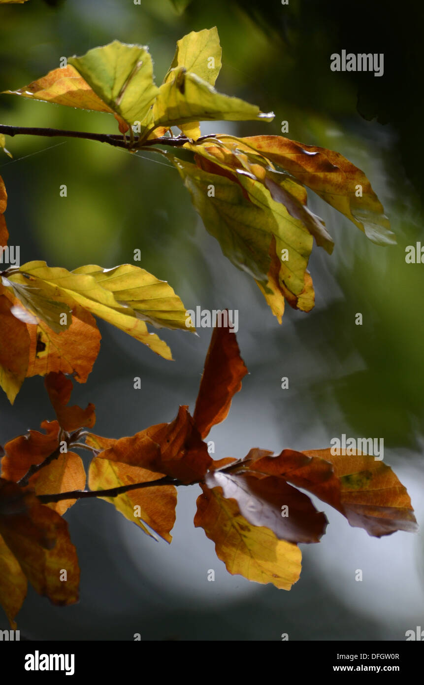 Autumnal Beech Leaves turning colour Stock Photo - Alamy