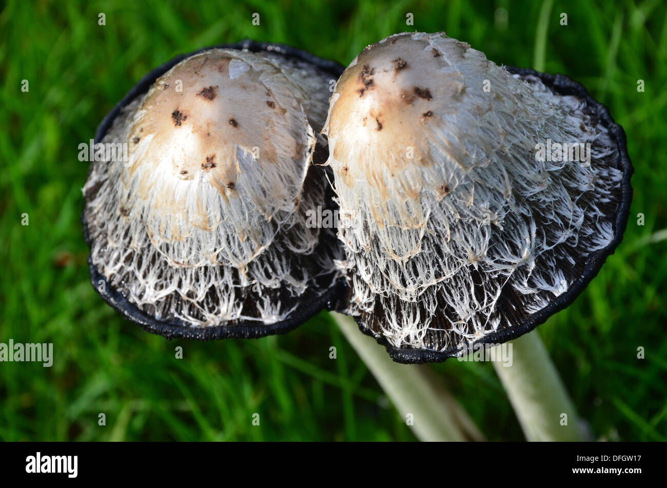 Black and white fungi hi-res stock photography and images - Alamy