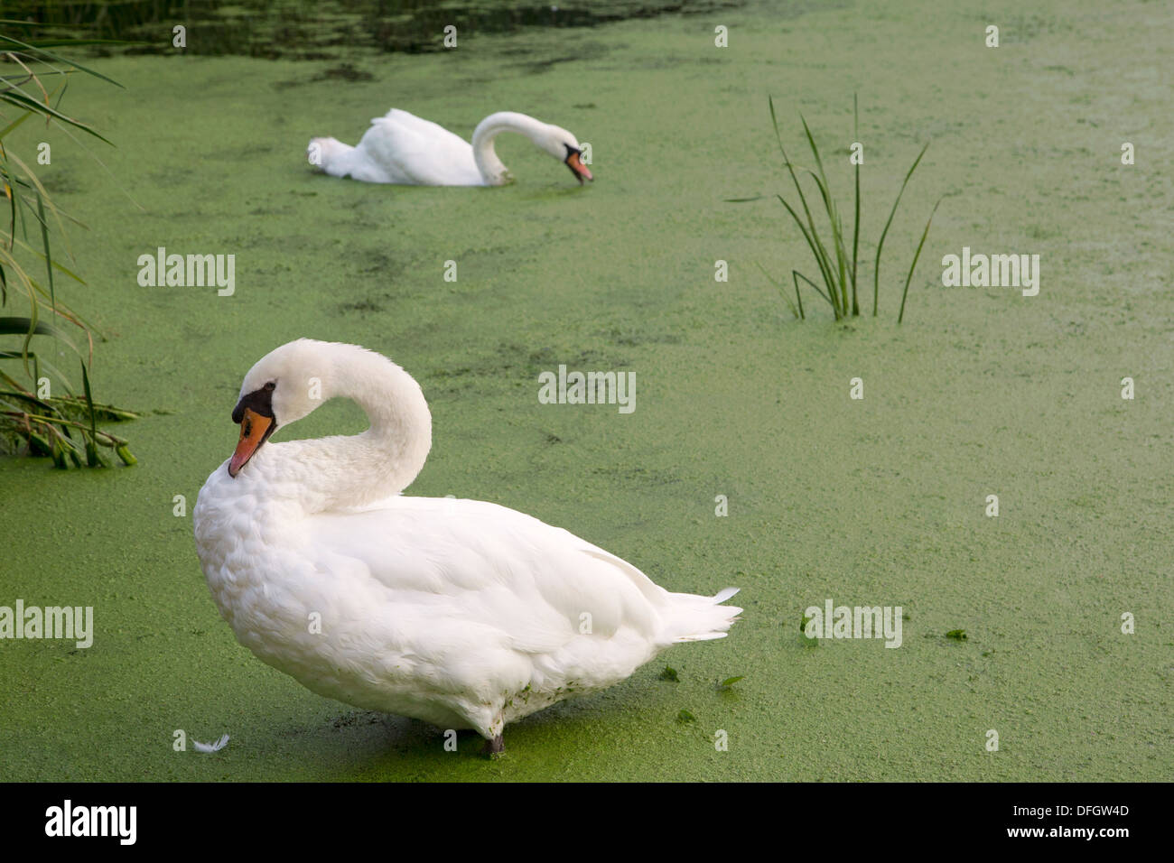 Beautiful white swans in green water, Suffolk, England, Great Britain ...