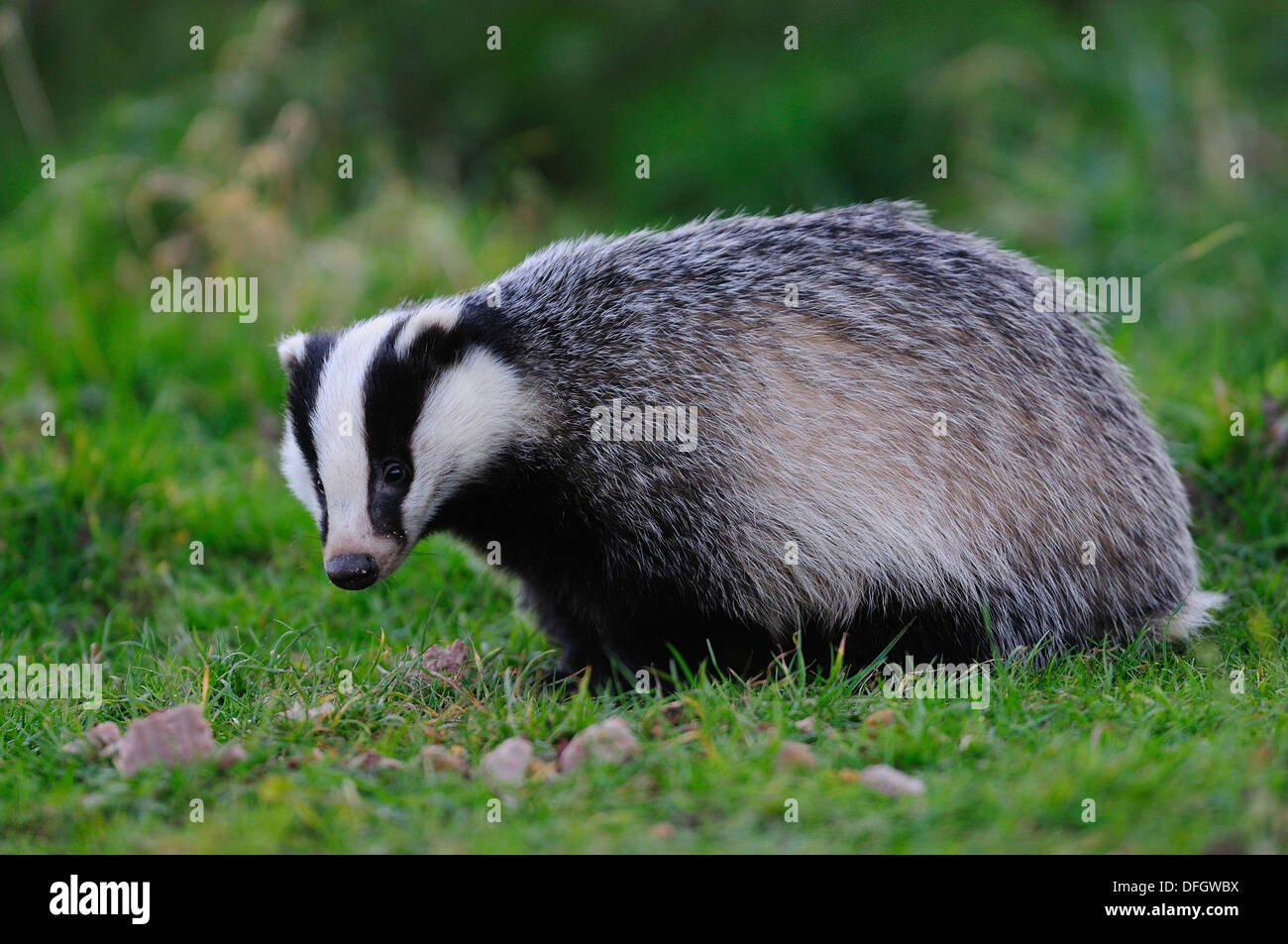 Badger Cull Uk High Resolution Stock Photography and Images - Alamy